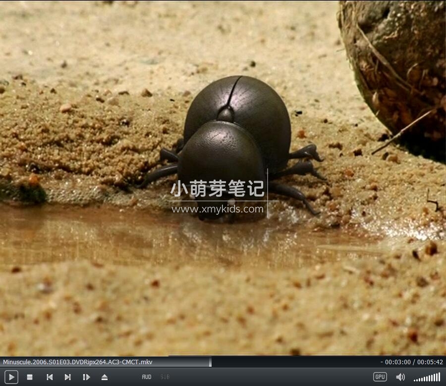 法国纪录片微观小世界动画片《Minuscule昆虫总动员》全四季共86集，百度云网盘下载！ - 小萌芽笔记